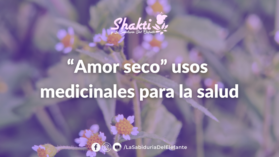 Amor Seco ¿Lo conocías? | La Sabiduría del Elefante